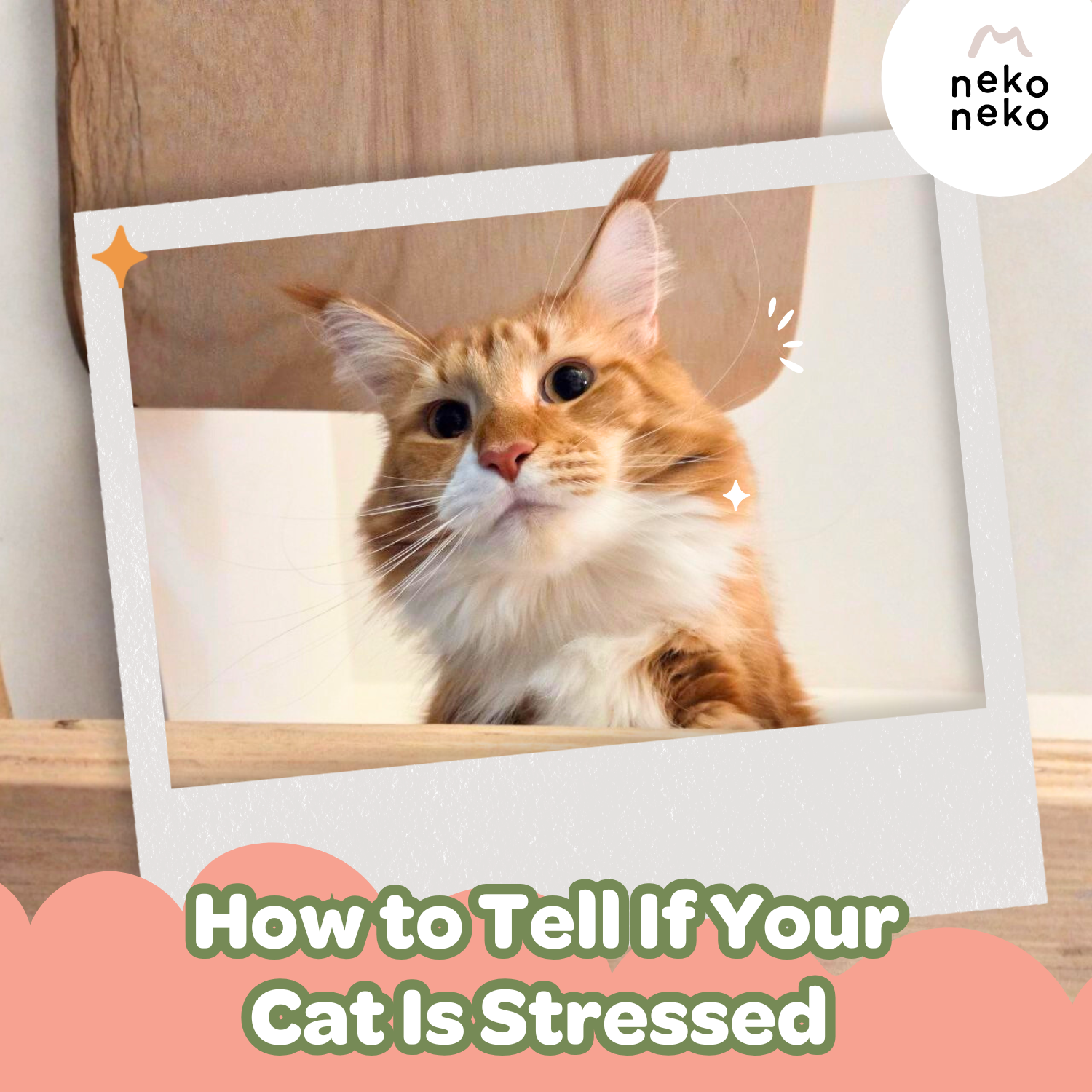 How to Tell If Your Cat Is Stressed or Anxious – Neko Neko