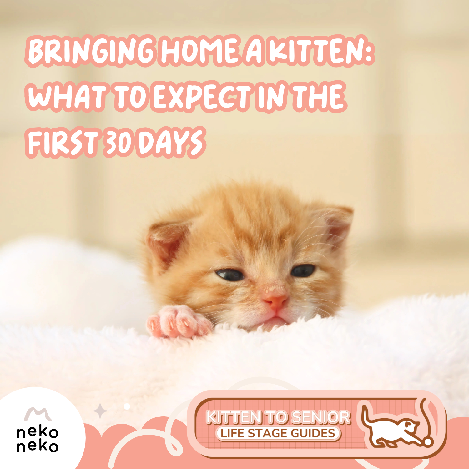 Kitten Care Guide: What to Expect in the First 30 Days – Neko Neko