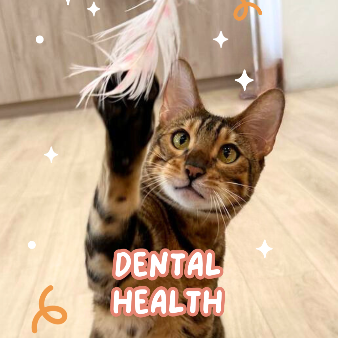 Dental Health – Neko Neko