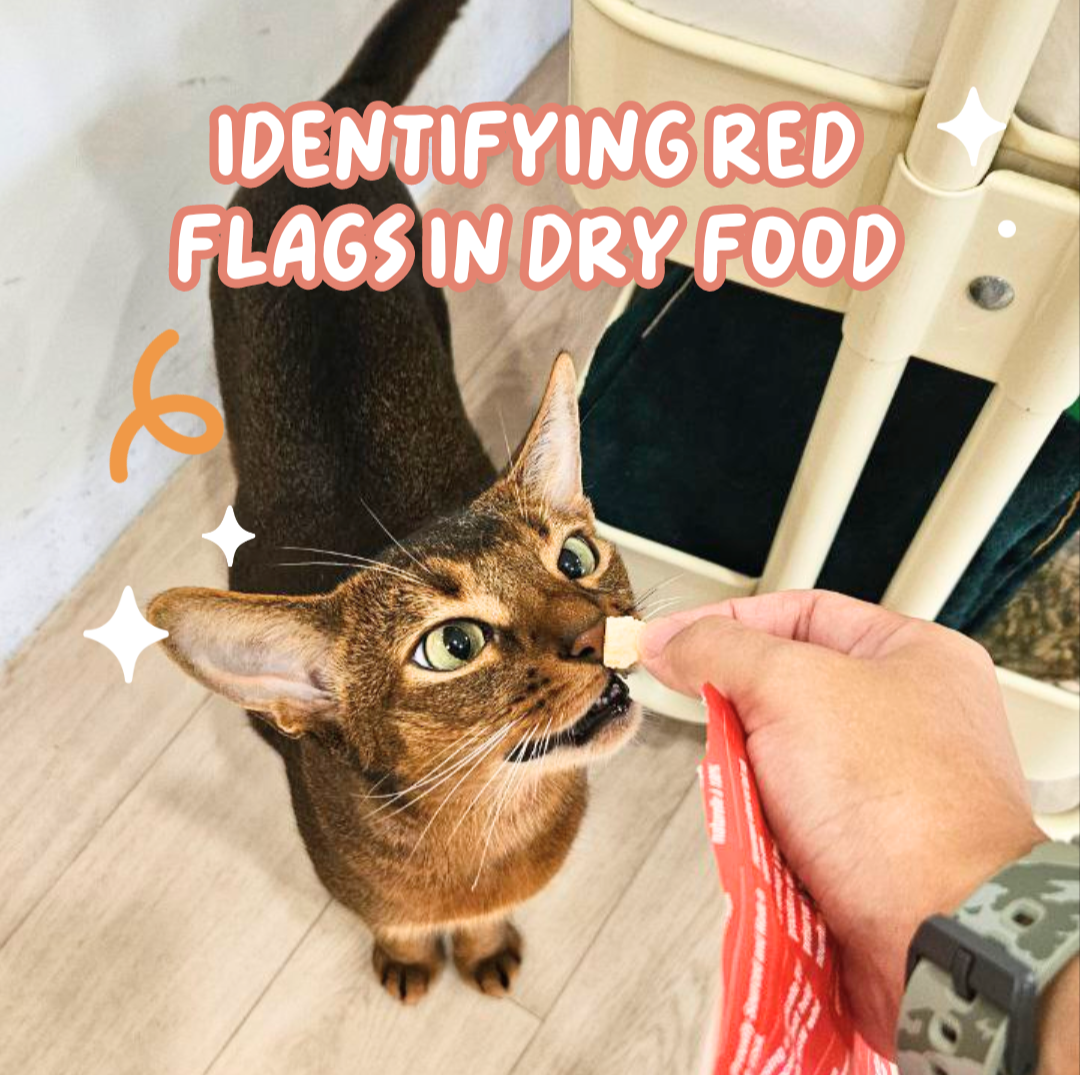 5 Red Flags to Look for in Your Cat's Dry Food – Neko Neko