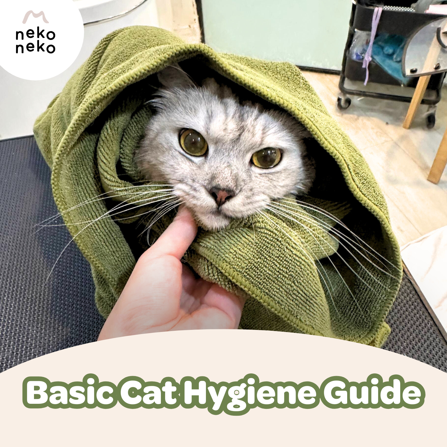 Basic Cat Hygiene: What to Clean and When for a Healthy Cat – Neko Neko