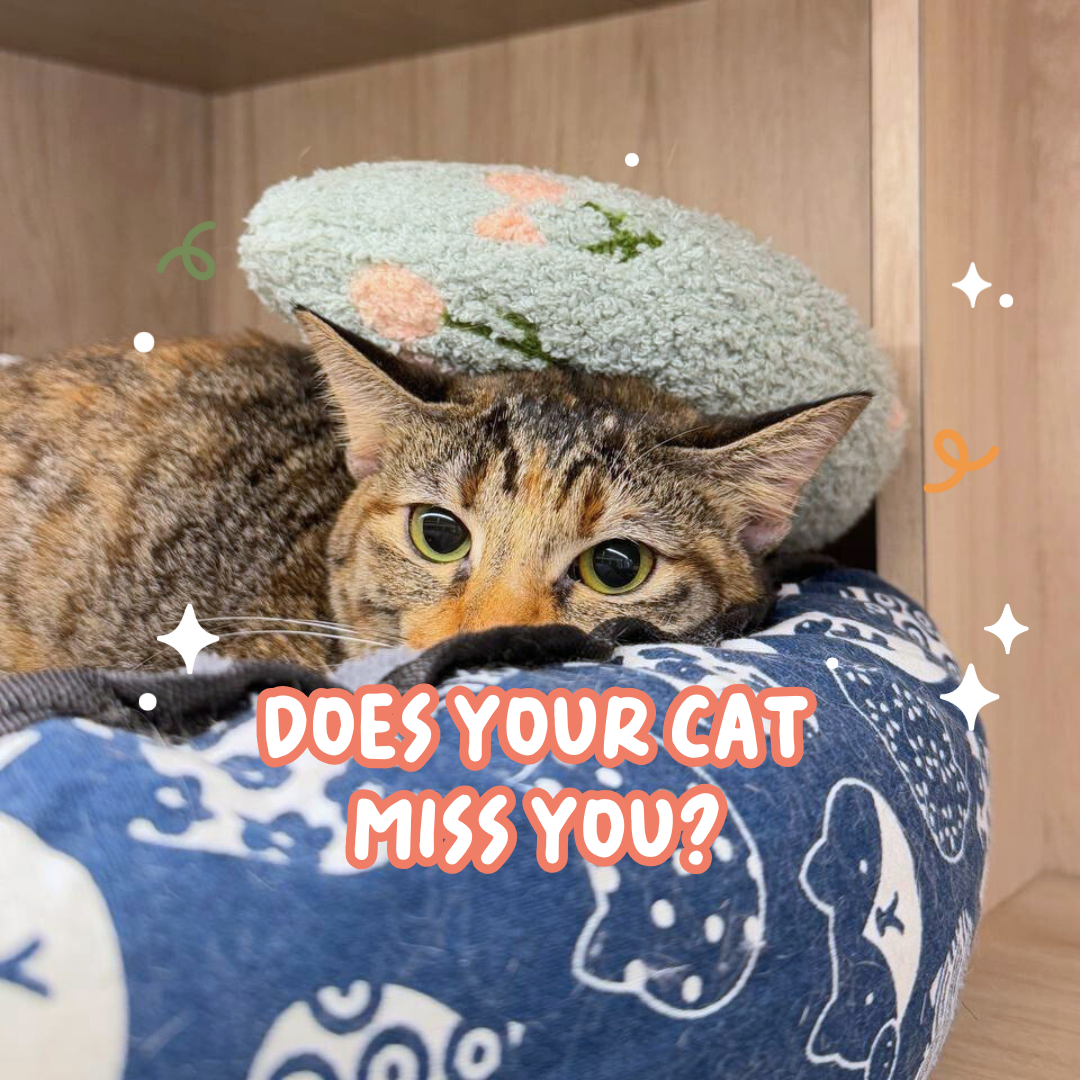 Does Your Cat Miss You? – Neko Neko