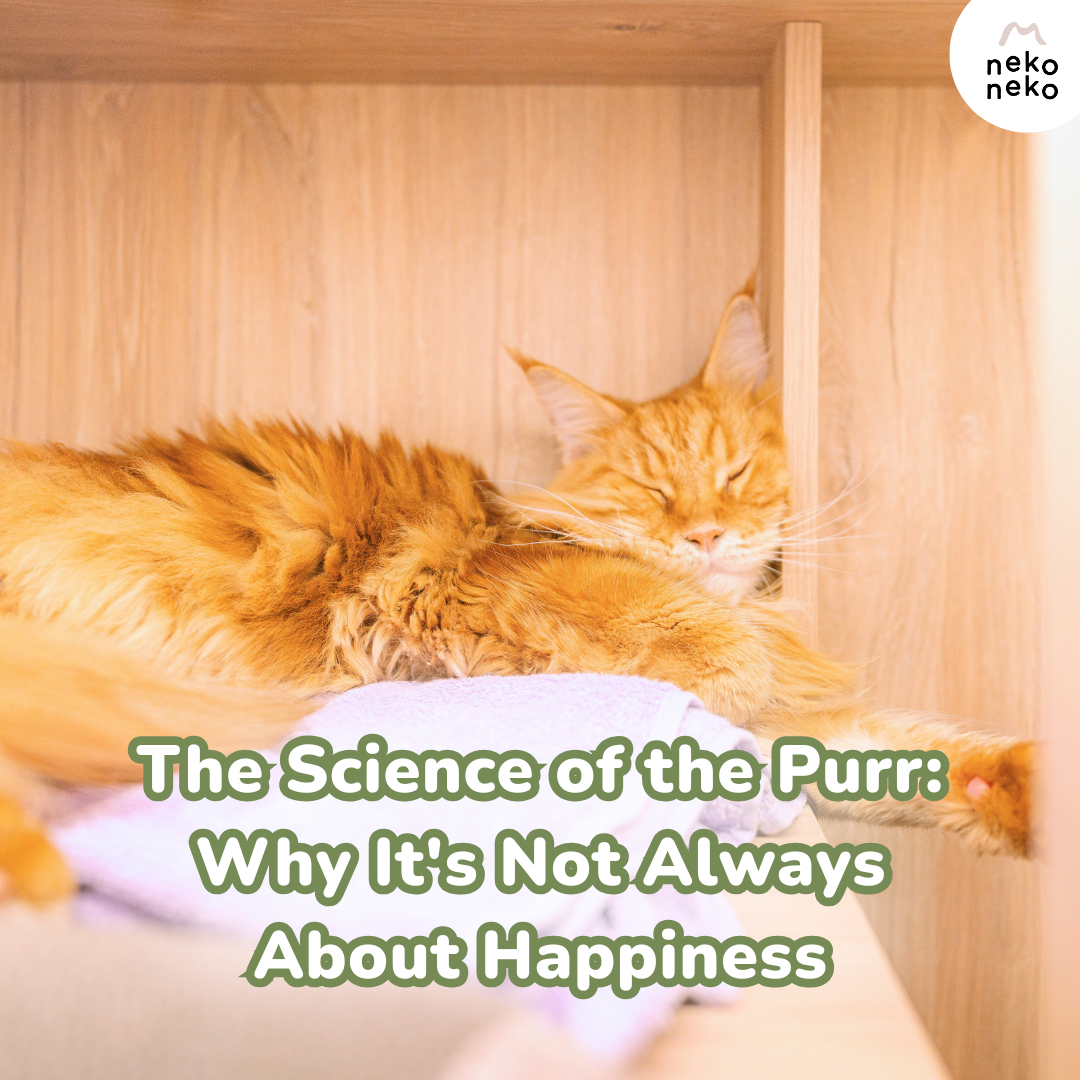 The Science of the Purr: It's Not Always About Happiness | Neko Neko