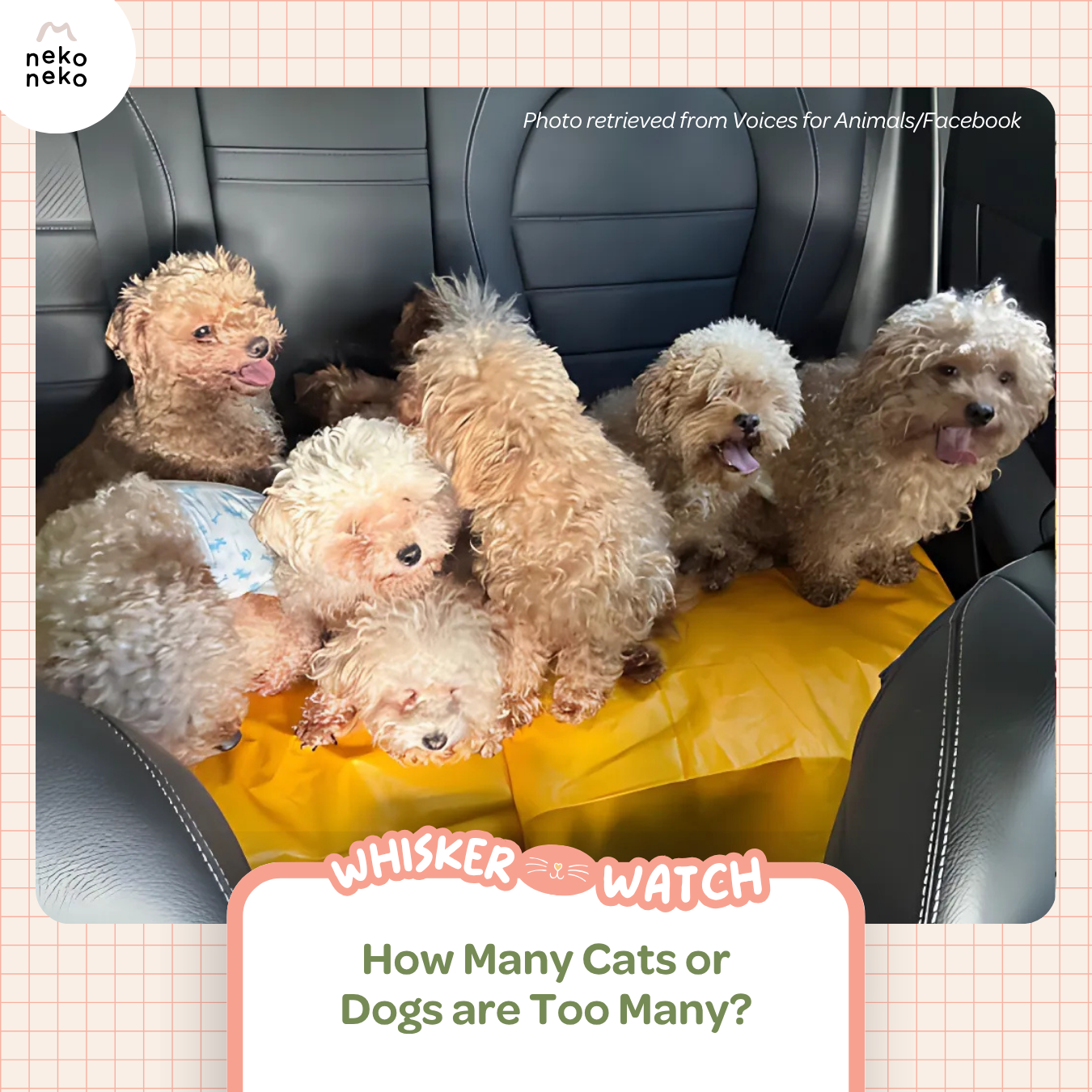 Whisker Watch: How Many Cats or Dogs are Too Many? – Neko Neko