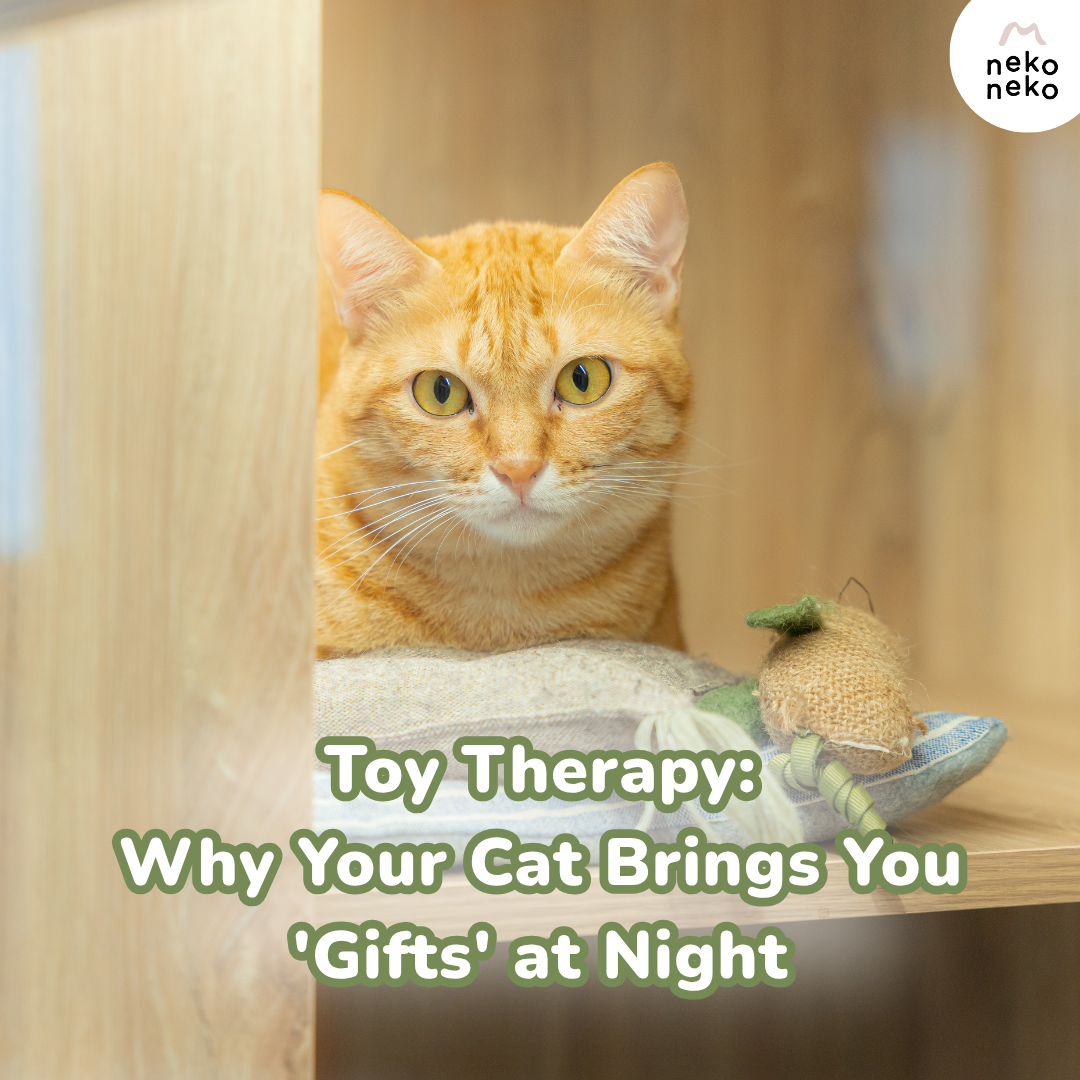 Why Your Cat Brings You Toys at Night, Explained | Neko Neko