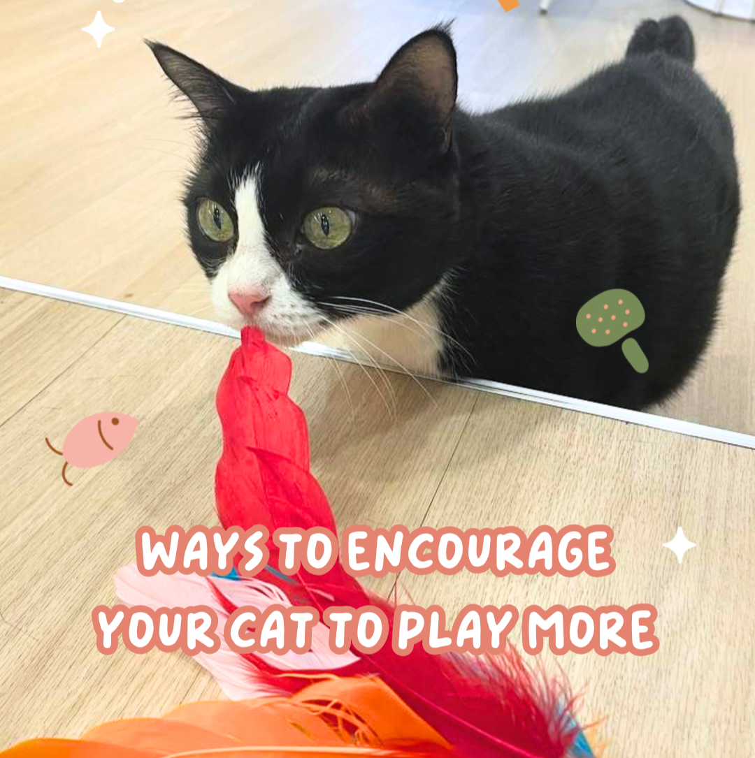 Cat Behaviour: Ways to Encourage Your Cat to Play More – Neko Neko
