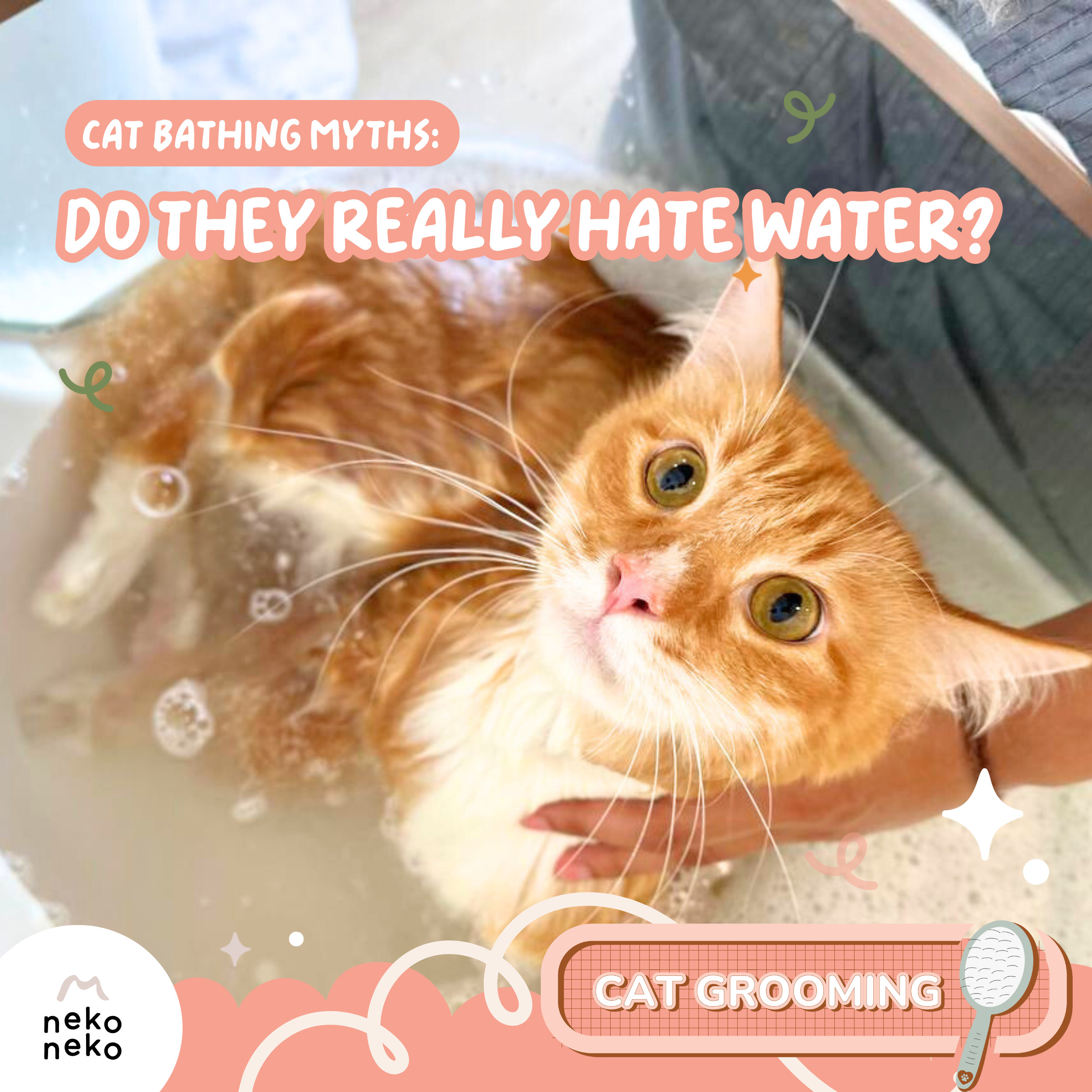 Cat Bathing Myths: Do They Really Hate Water? – Neko Neko